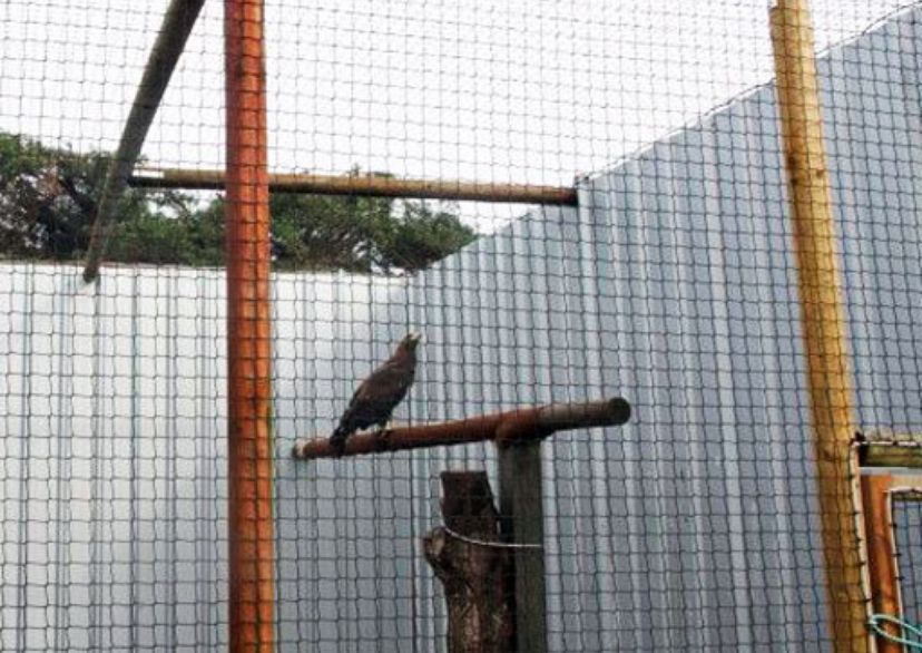 30mm Knotless Starling Netting - Made To Order - Huck