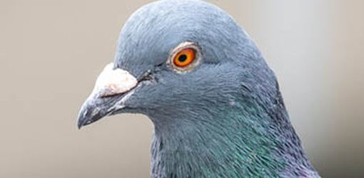 Huck Nets UK | Bespoke Netting Manufacturer - Huck