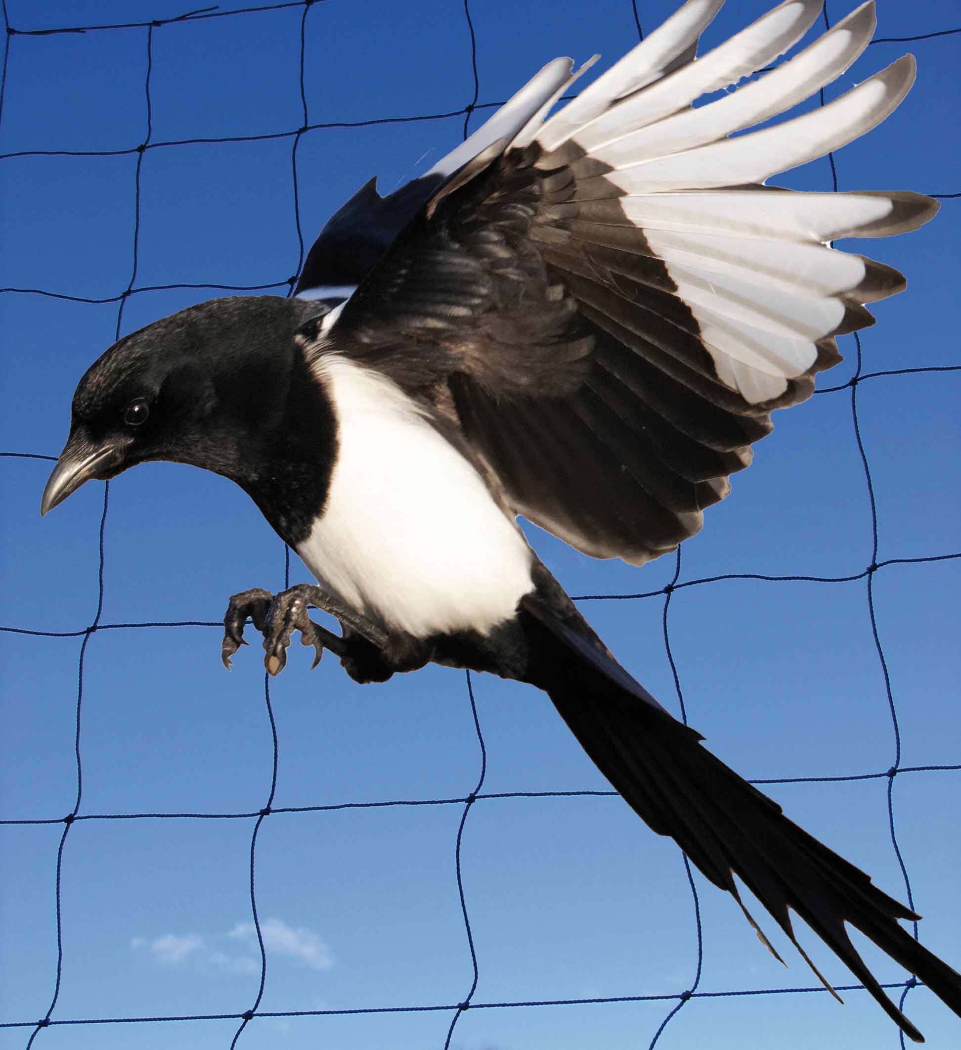 Magpie netting, 1mm x 50mm Black - Huck