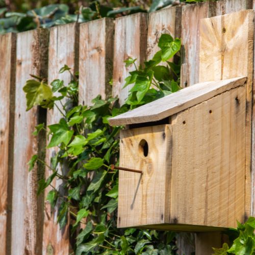 5 Simple Tips for Feeding Birds in Winter - Huck - Huck