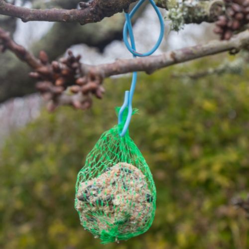 5 Simple Tips for Feeding Birds in Winter - Huck - Huck